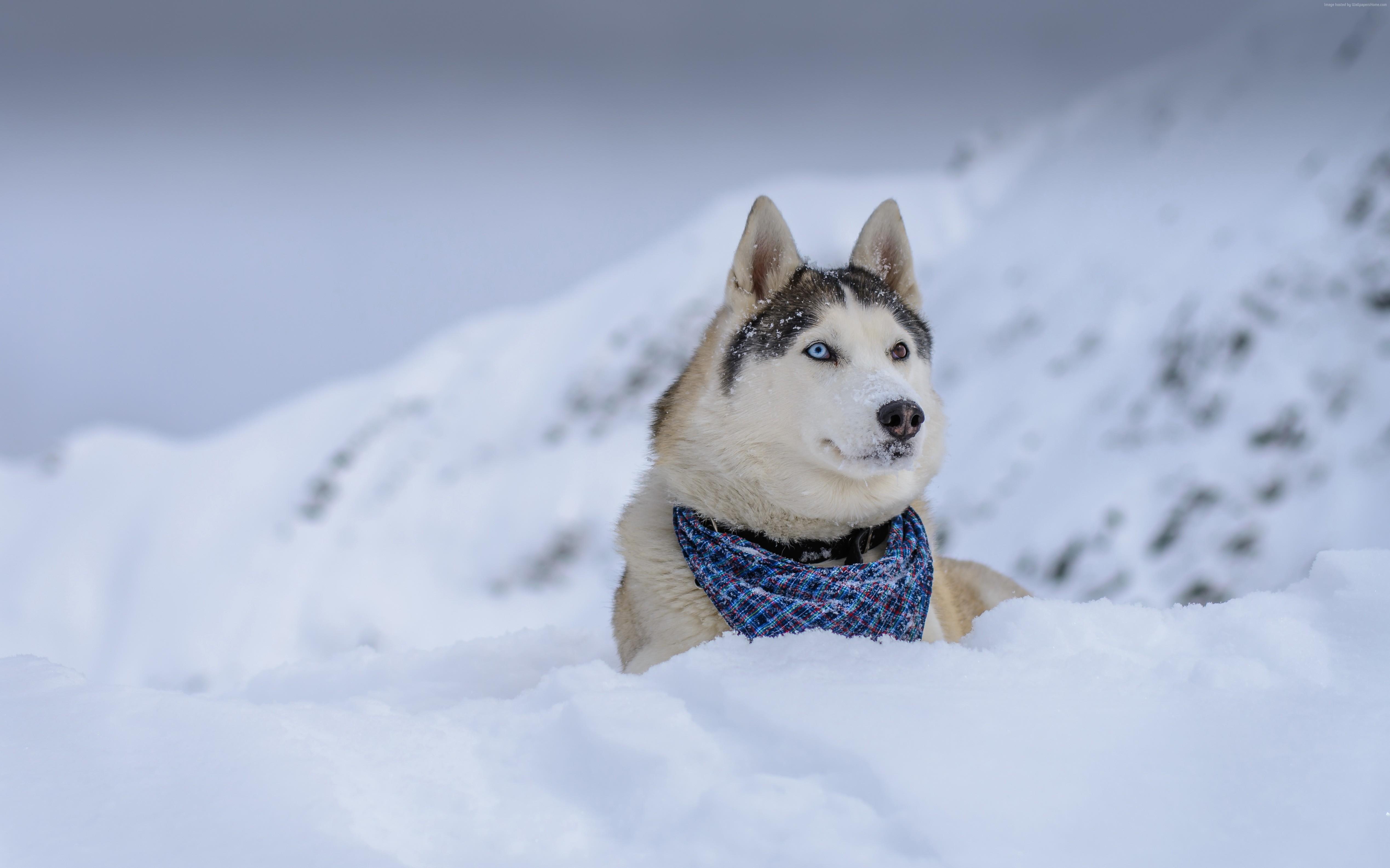 Cute Winter Dog Wallpapers - Top Free Cute Winter Dog Backgrounds ...