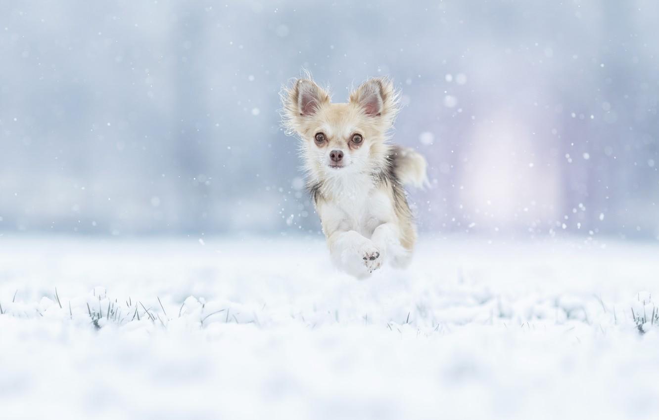 Cute Winter Dog Wallpapers - Top Free Cute Winter Dog Backgrounds ...