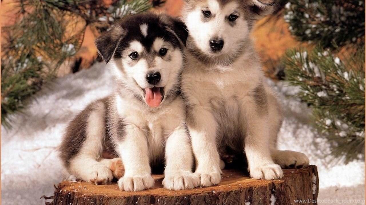 Cute Winter Dog Wallpapers - Top Free Cute Winter Dog Backgrounds ...