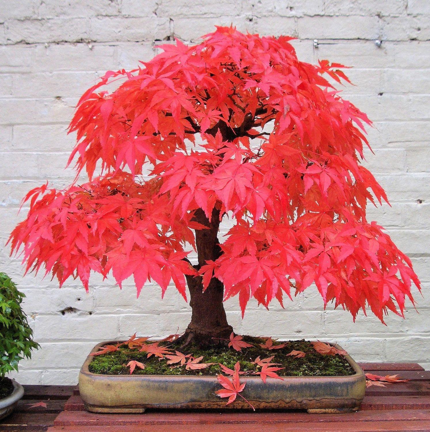Maple Bonsai Wallpapers - Top Free Maple Bonsai Backgrounds ...