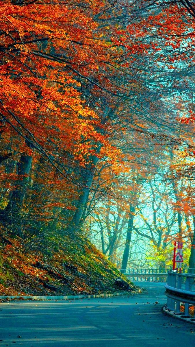 Maple Leaf Tree Wallpapers - Top Free Maple Leaf Tree Backgrounds ...