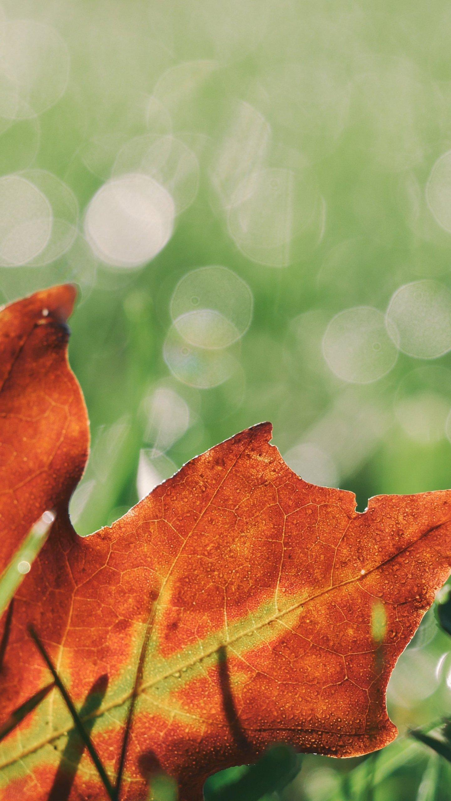 Maple Leaf Tree Wallpapers - Top Free Maple Leaf Tree Backgrounds ...