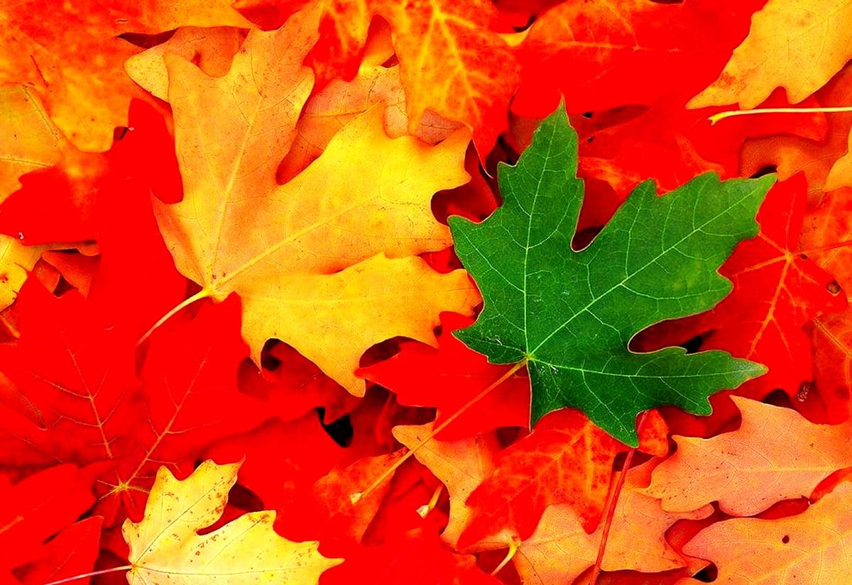 Maple Leaf Tree Wallpapers - Top Free Maple Leaf Tree Backgrounds ...