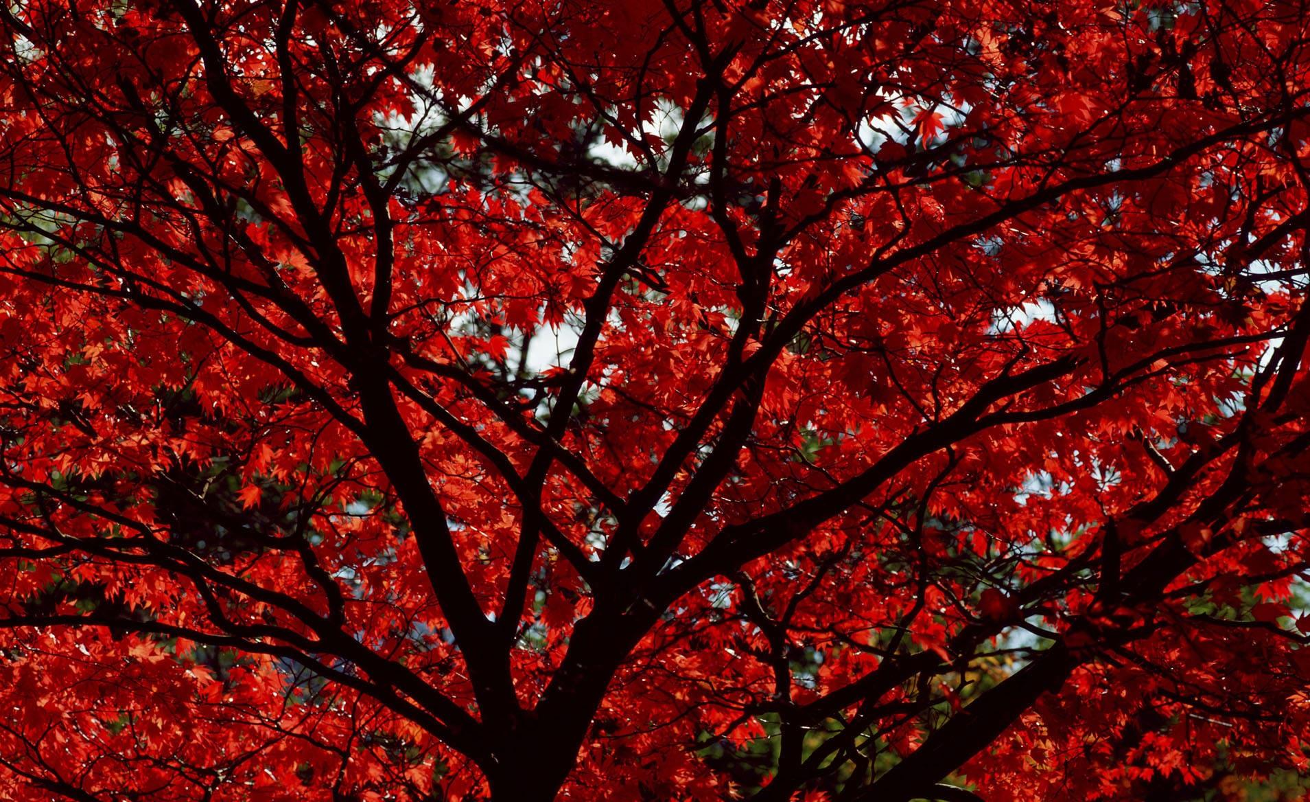 Maple Leaf Tree Wallpapers - Top Free Maple Leaf Tree Backgrounds ...
