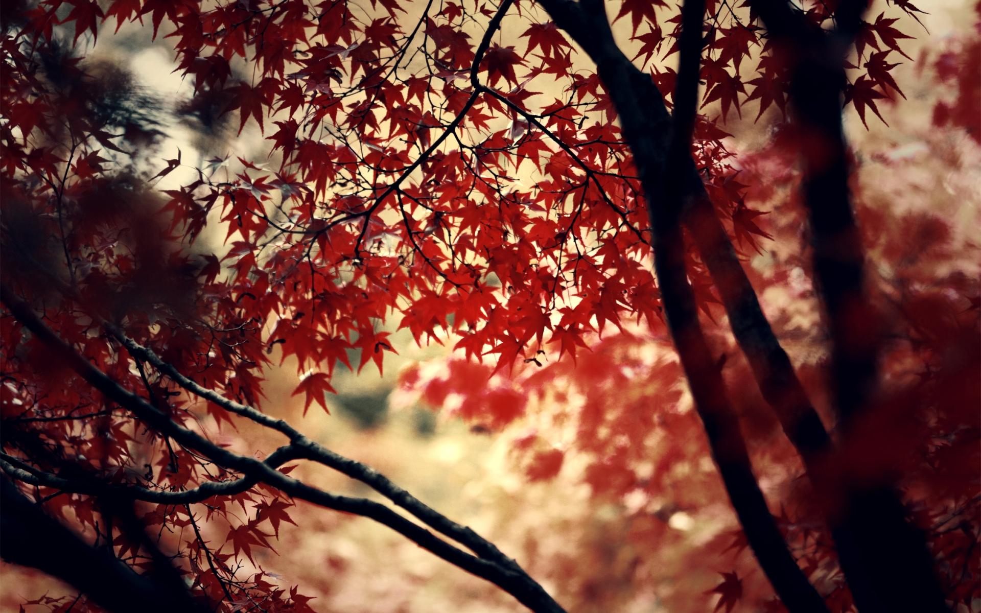 Maple Leaf Tree Wallpapers - Top Free Maple Leaf Tree Backgrounds ...