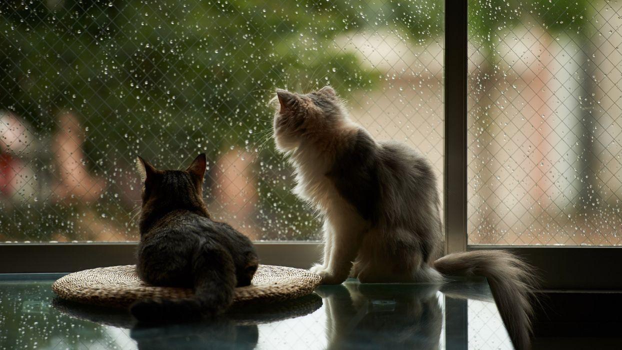 Cat Rain Wallpapers - Top Free Cat Rain Backgrounds - WallpaperAccess
