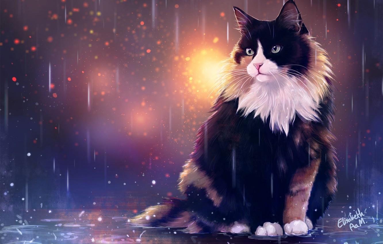 Cat Rain Wallpapers - Top Free Cat Rain Backgrounds - WallpaperAccess
