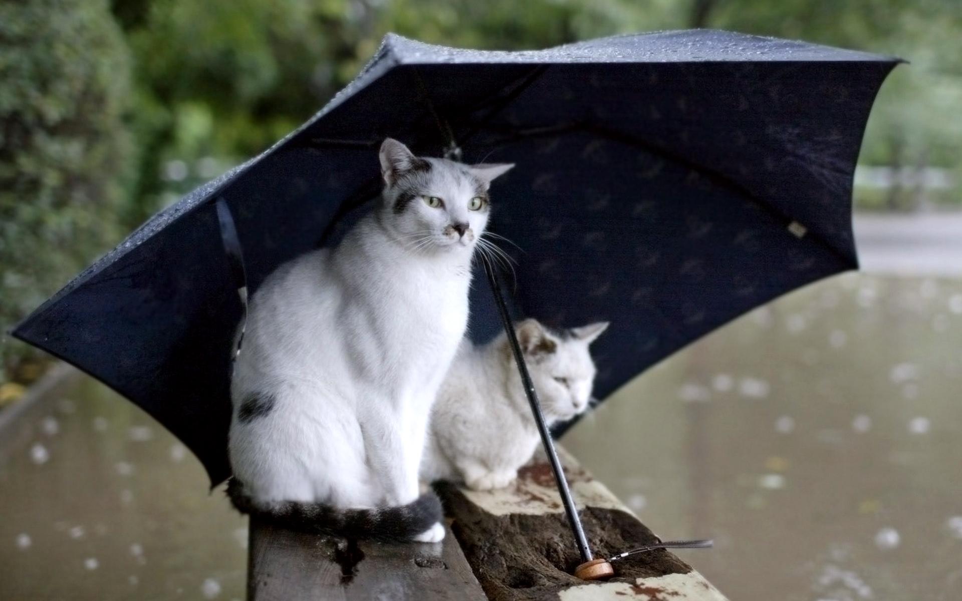 Cat Rain Wallpapers - Top Free Cat Rain Backgrounds - WallpaperAccess