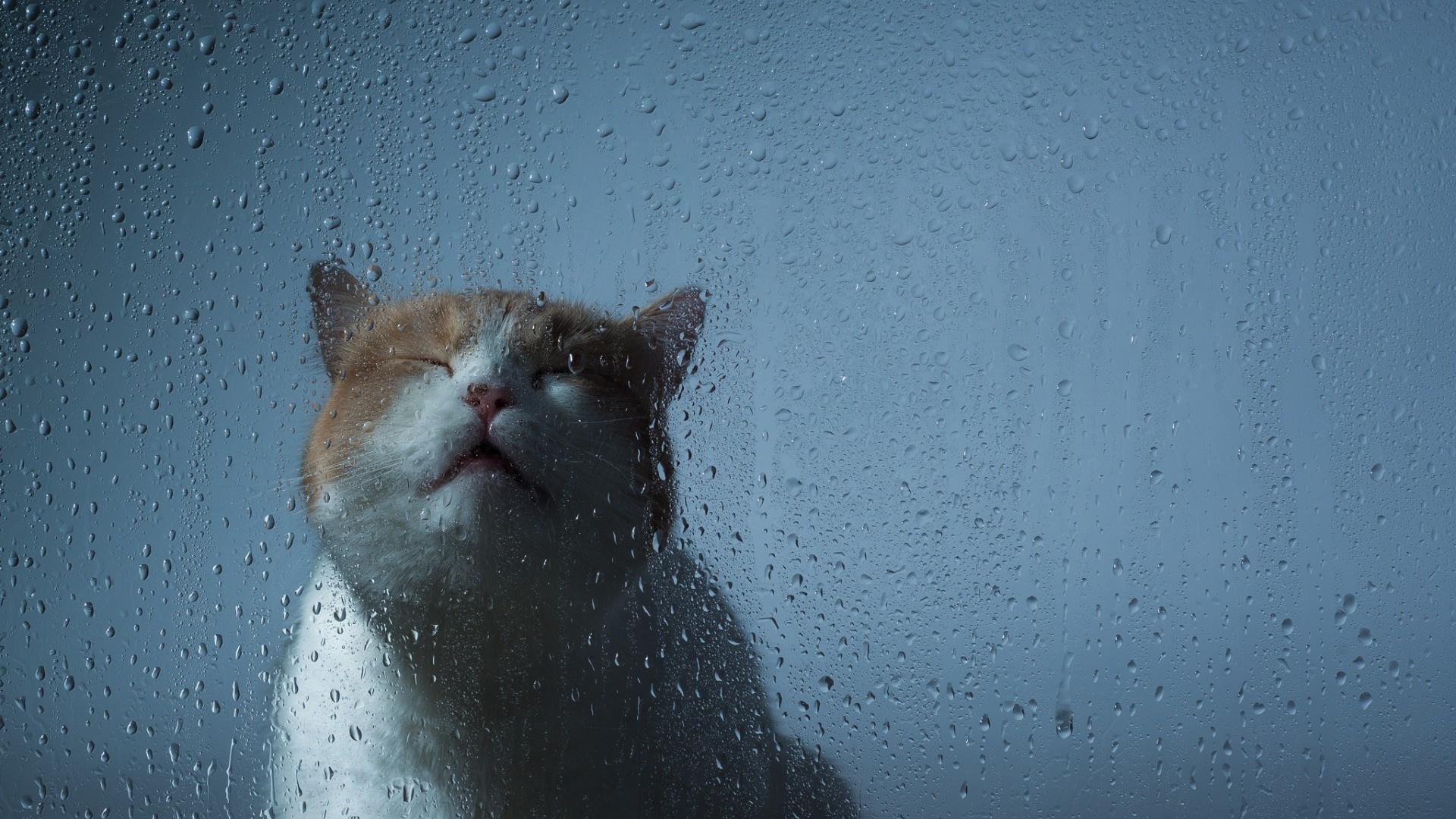 Cat Rain Wallpapers - Top Free Cat Rain Backgrounds - WallpaperAccess