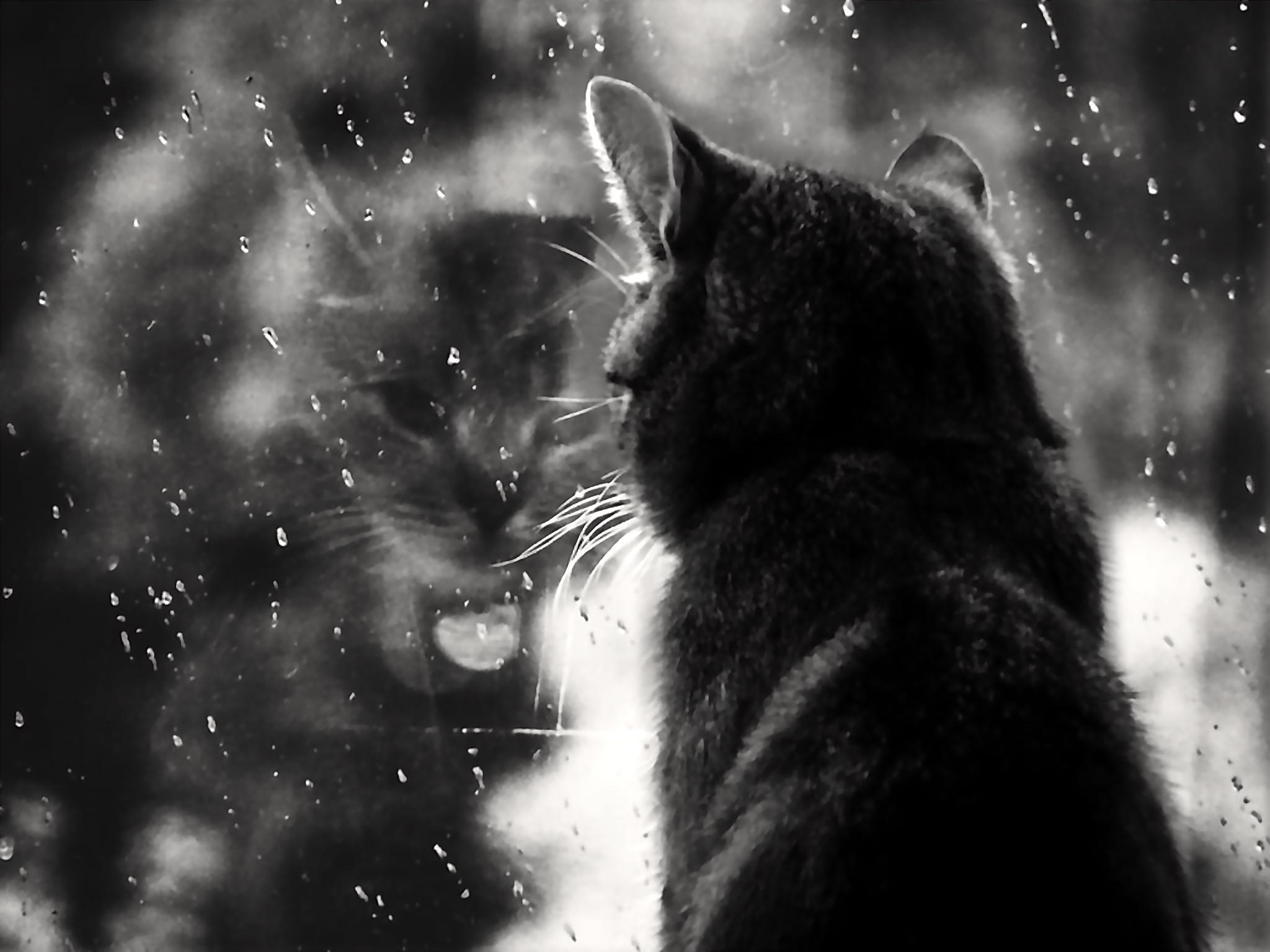 Cat Rain Wallpapers - Top Free Cat Rain Backgrounds - WallpaperAccess
