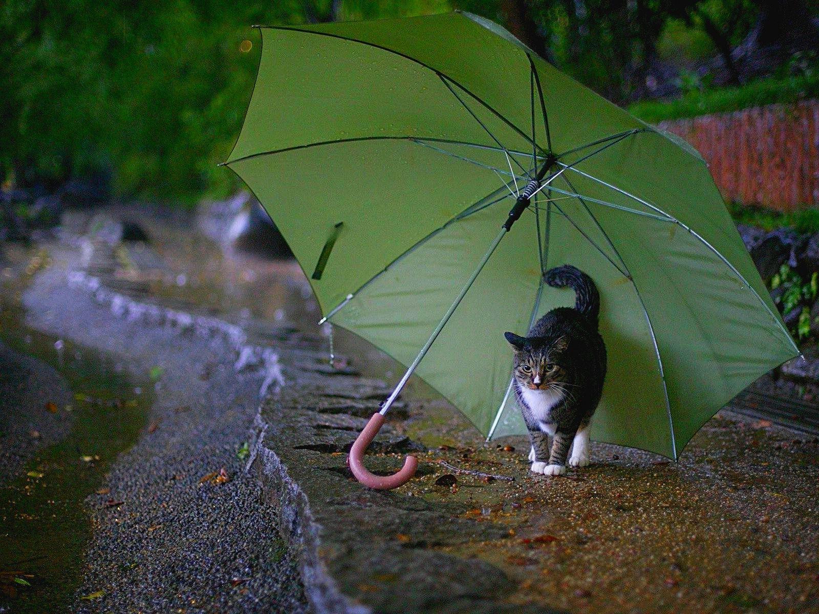 Cat Rain Wallpapers - Top Free Cat Rain Backgrounds - WallpaperAccess