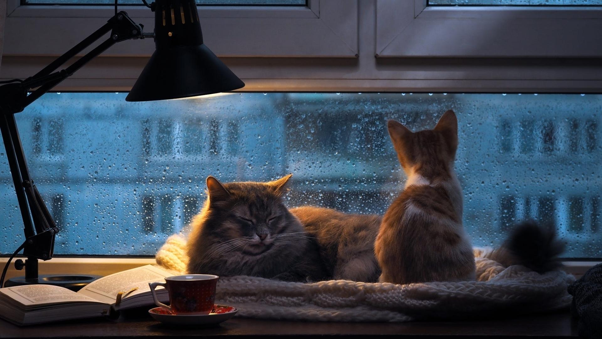Cat Rain Wallpapers - Top Free Cat Rain Backgrounds - WallpaperAccess