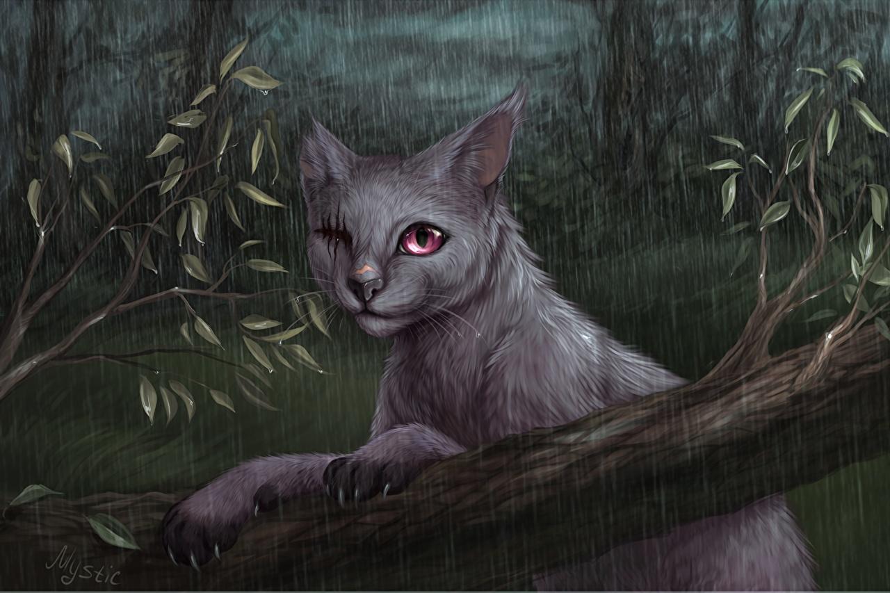 Cat Rain Wallpapers - Top Free Cat Rain Backgrounds - WallpaperAccess