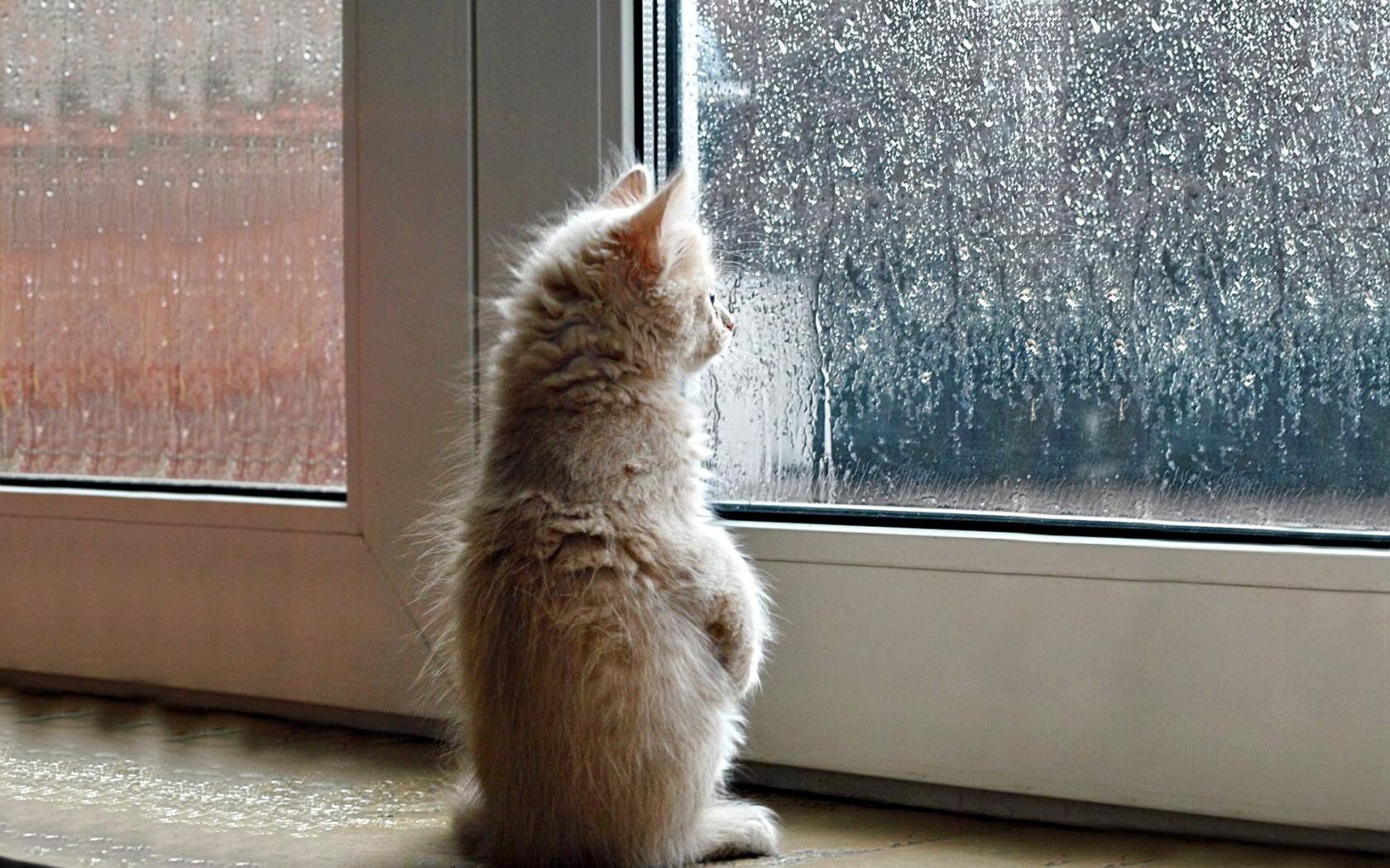 Cat Rain Wallpapers - Top Free Cat Rain Backgrounds - WallpaperAccess