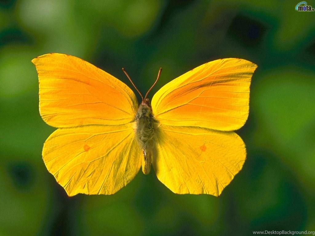 Yellow Butterfly Desktop Wallpapers - Top Free Yellow Butterfly Desktop ...