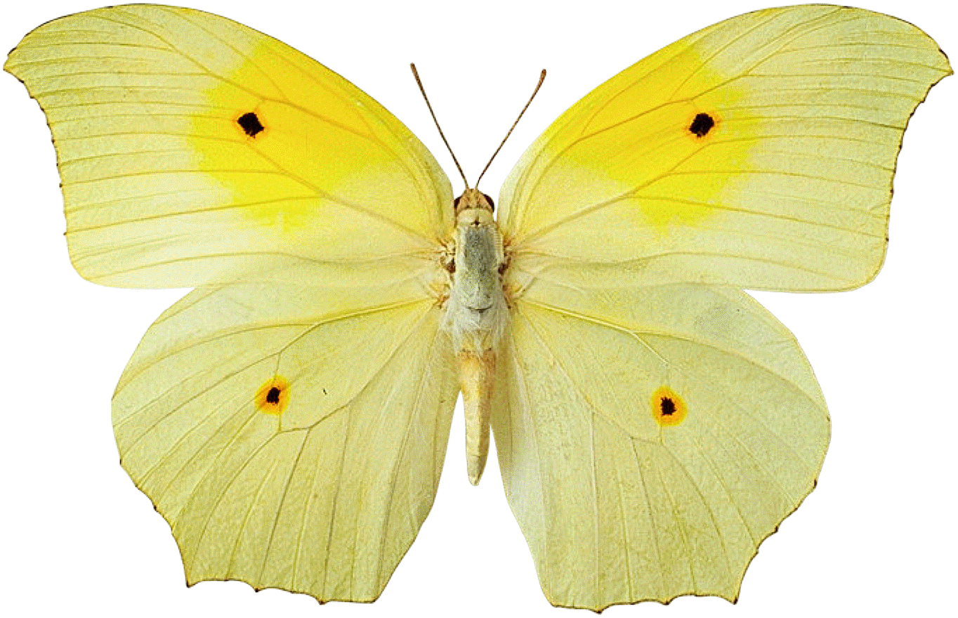 Yellow Butterfly Desktop Wallpapers - Top Free Yellow Butterfly Desktop ...