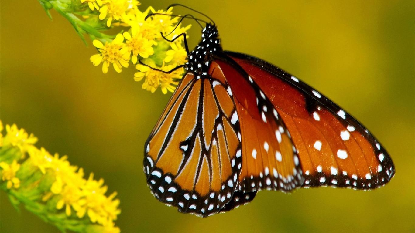 Yellow Butterfly Desktop Wallpapers - Top Free Yellow Butterfly Desktop ...