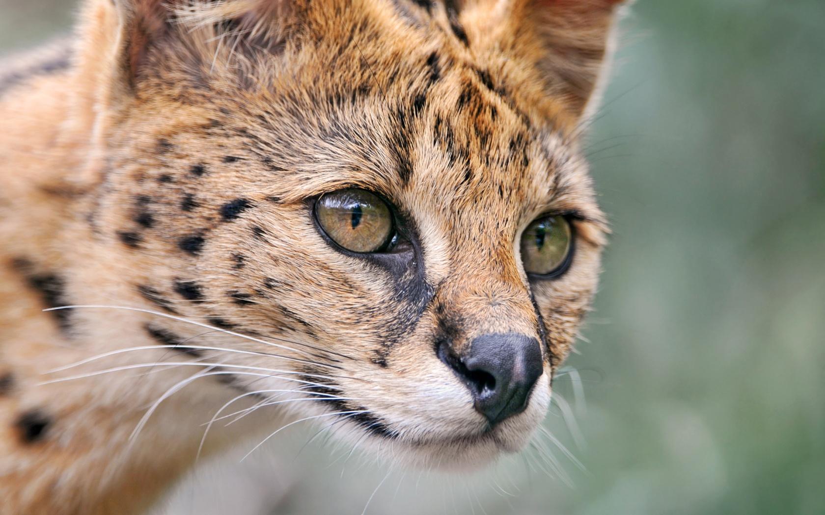 Serval Wallpapers - Top Free Serval Backgrounds - WallpaperAccess