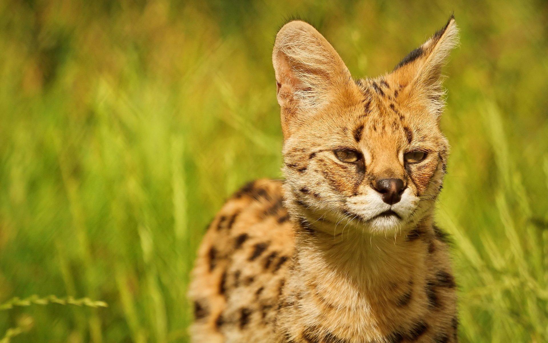 Serval Wallpapers - Top Free Serval Backgrounds - WallpaperAccess