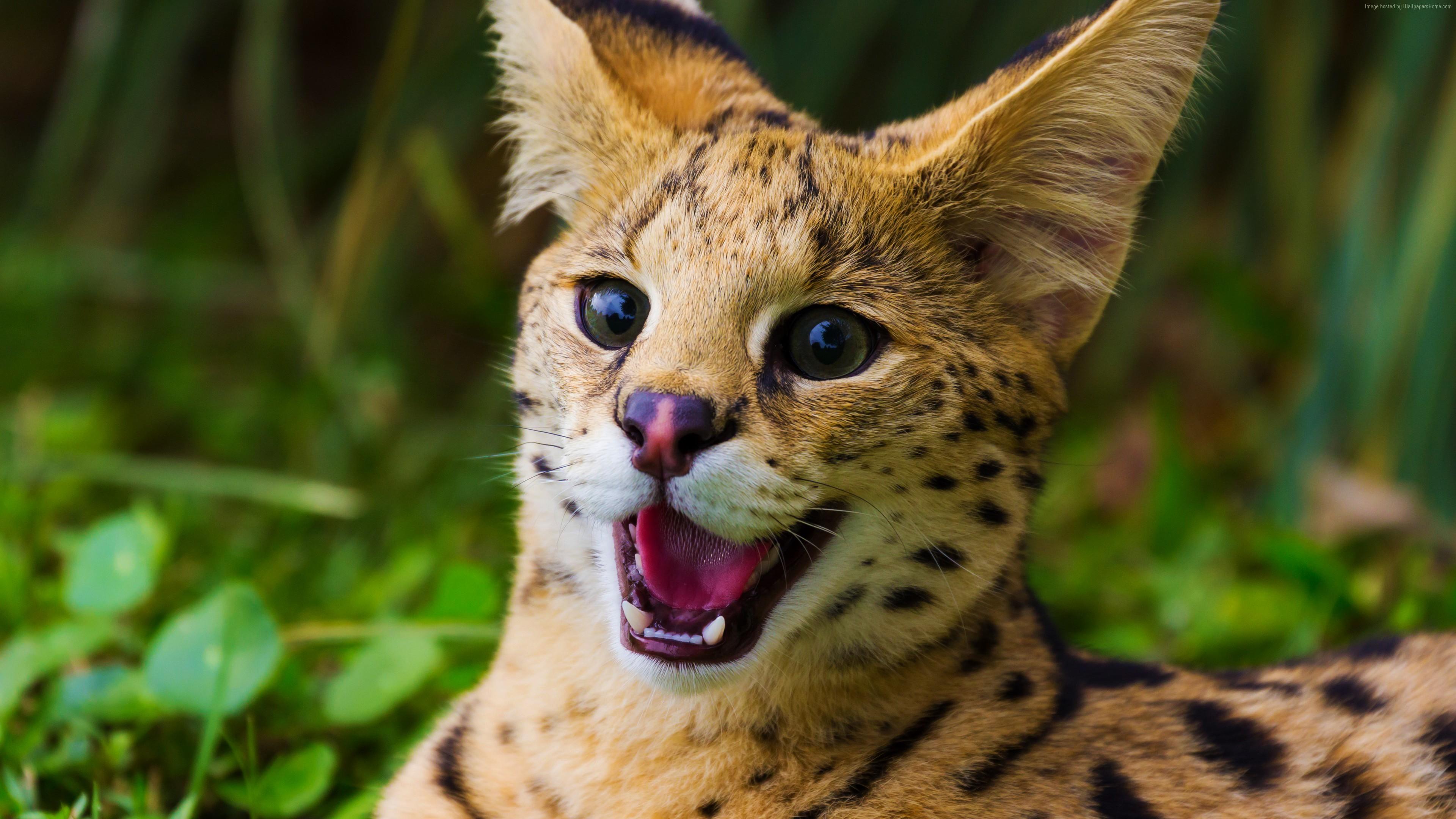 Serval Wallpapers - Top Free Serval Backgrounds - WallpaperAccess