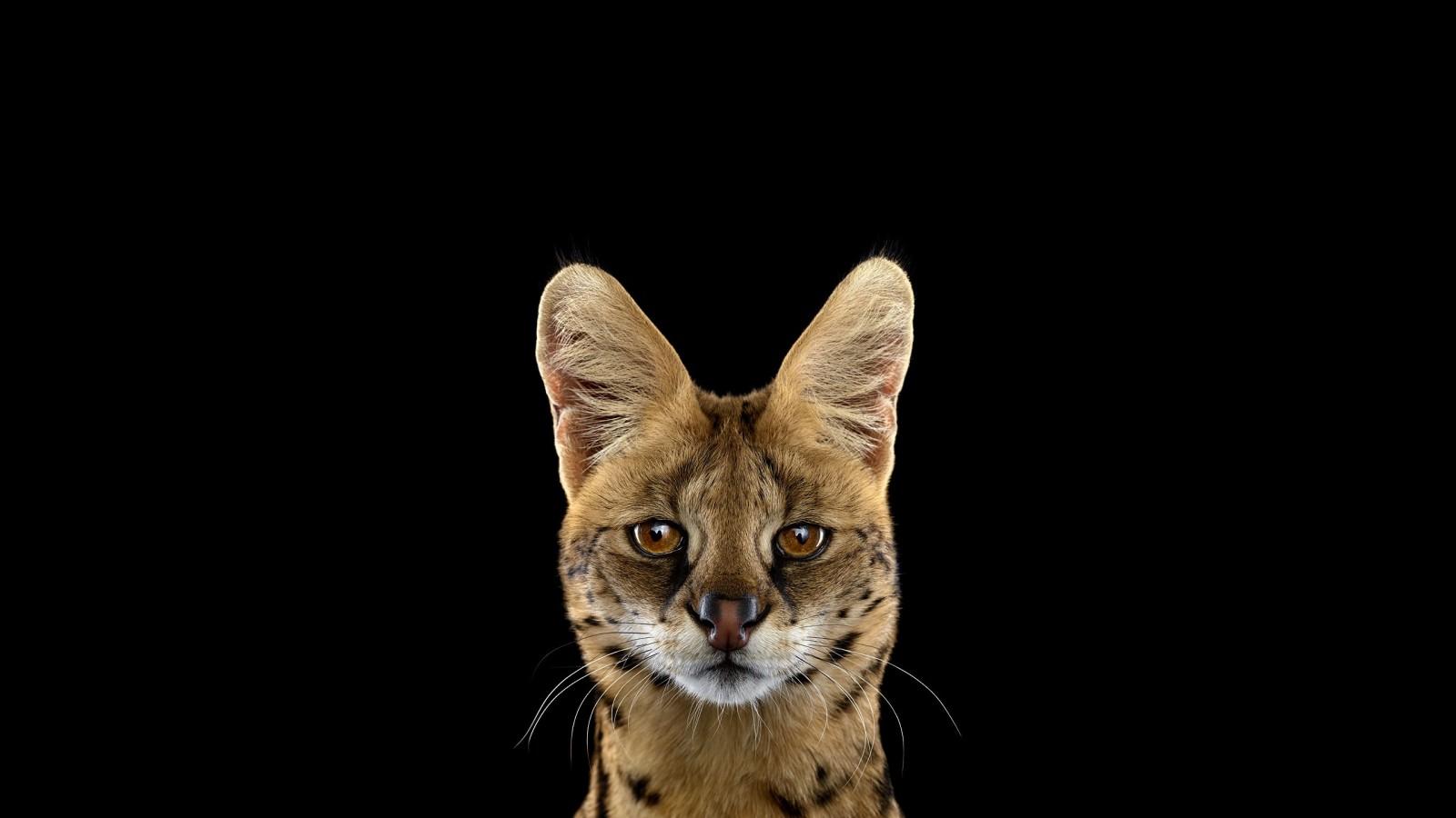 Serval Wallpapers - Top Free Serval Backgrounds - WallpaperAccess