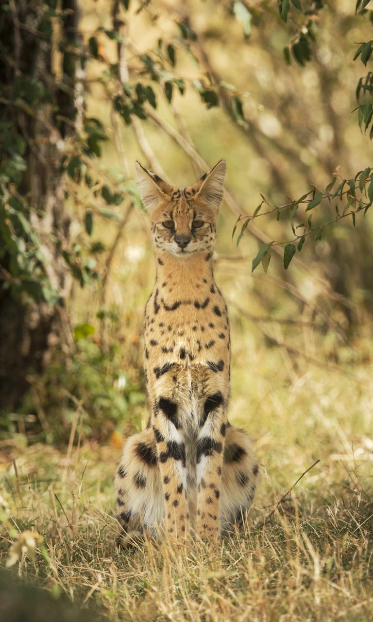 Serval Wallpapers - Top Free Serval Backgrounds - WallpaperAccess
