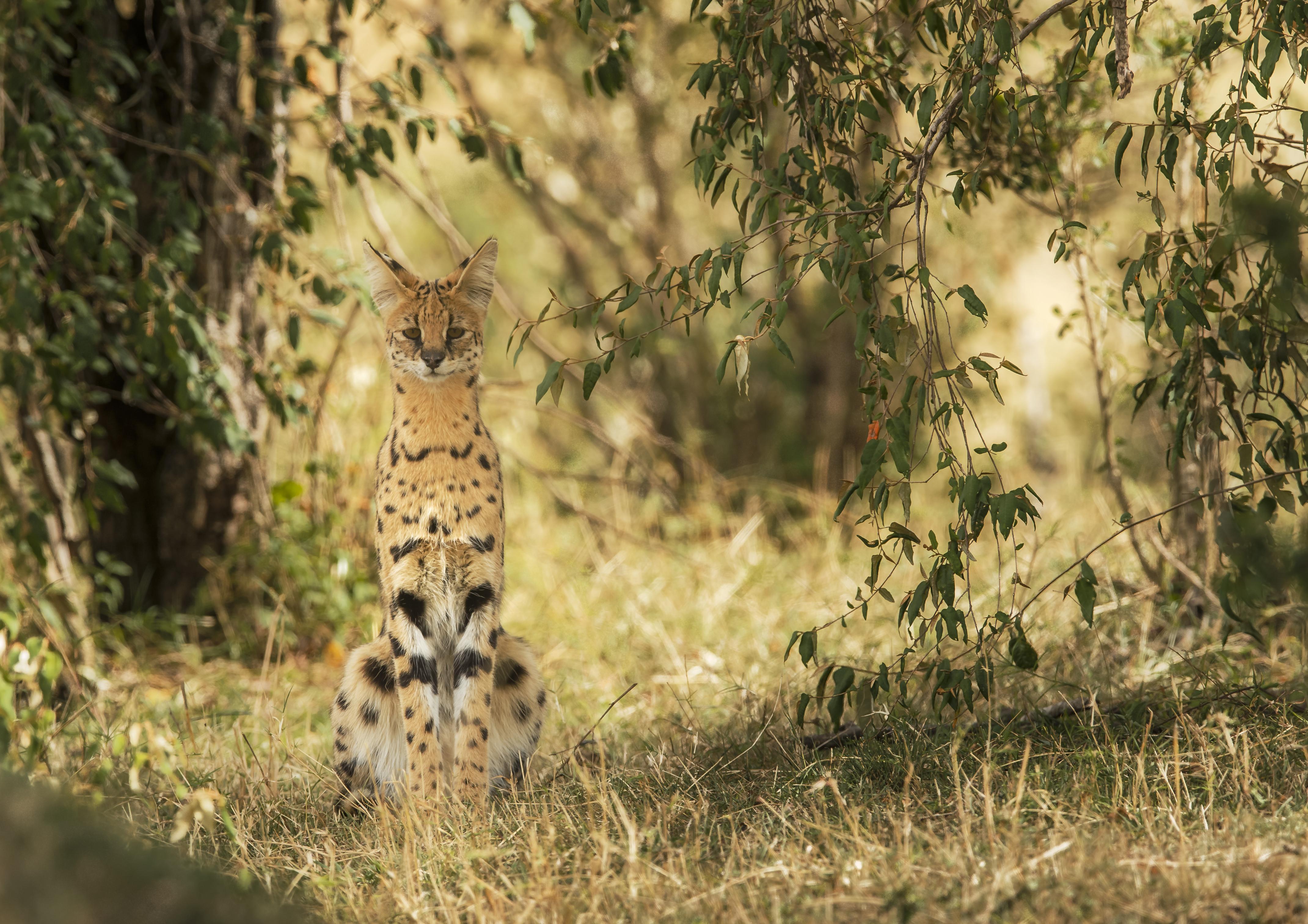 Serval Wallpapers - Top Free Serval Backgrounds - WallpaperAccess