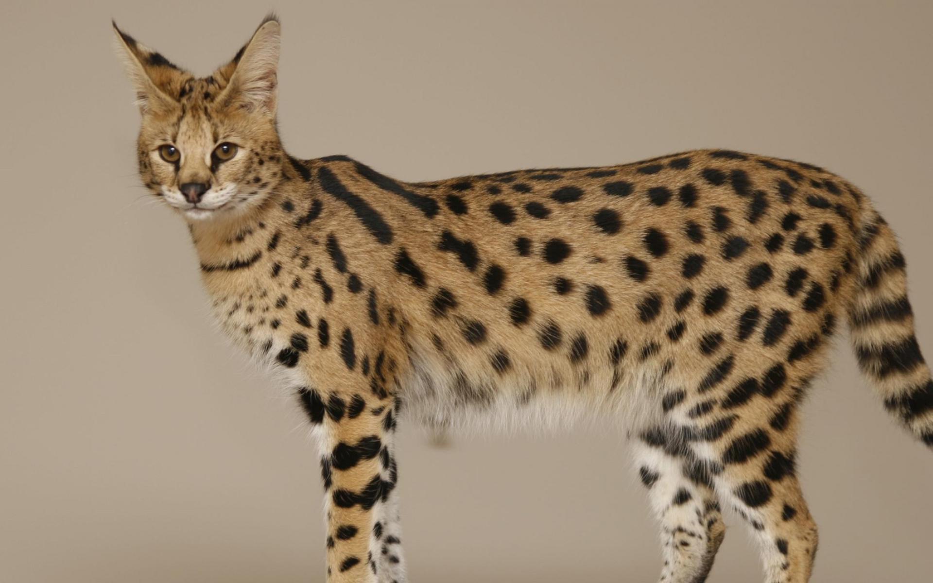 Serval Wallpapers - Top Free Serval Backgrounds - WallpaperAccess