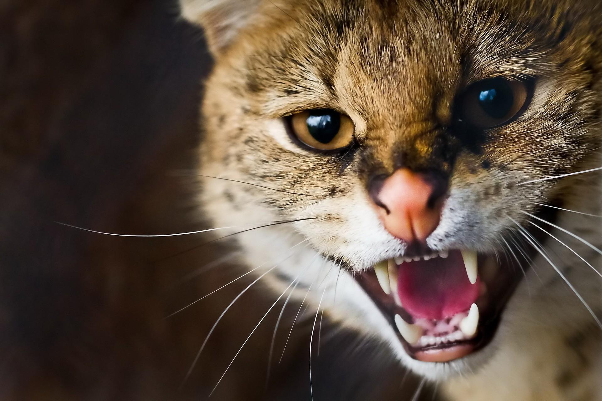 Serval Wallpapers - Top Free Serval Backgrounds - WallpaperAccess