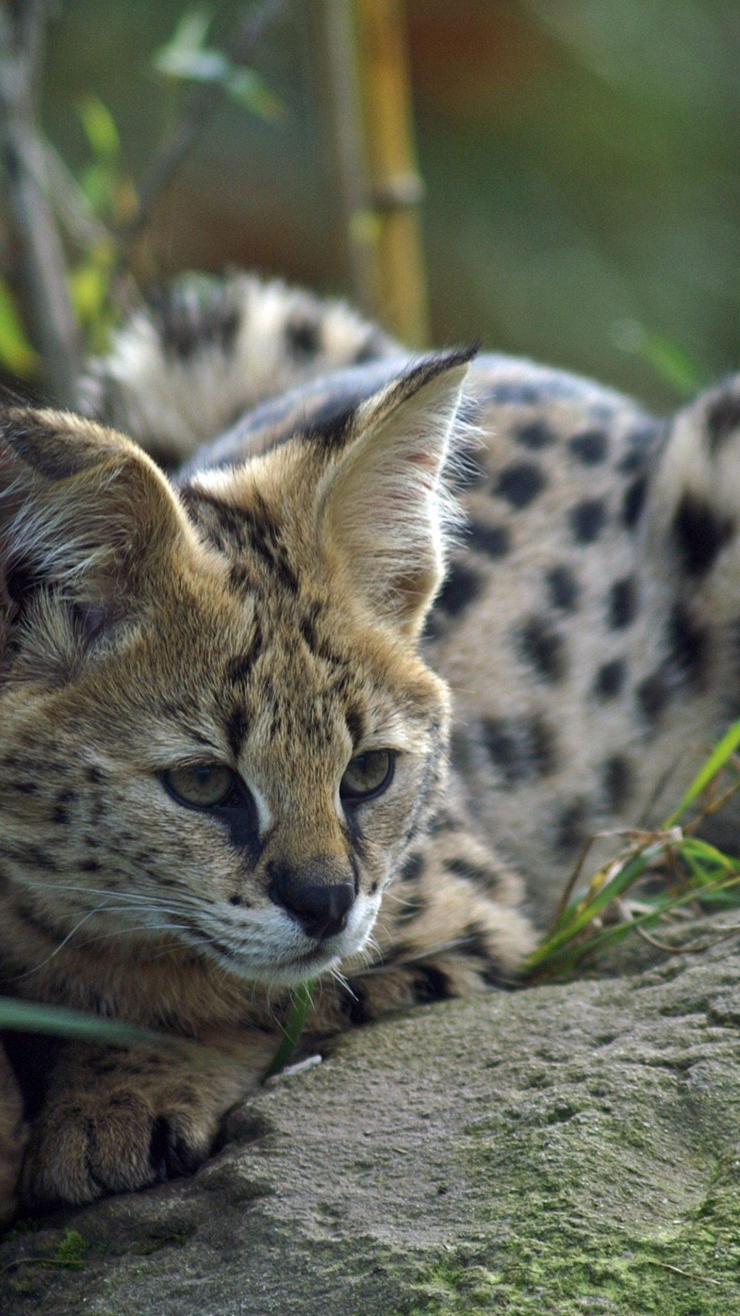 Serval Wallpapers - Top Free Serval Backgrounds - WallpaperAccess