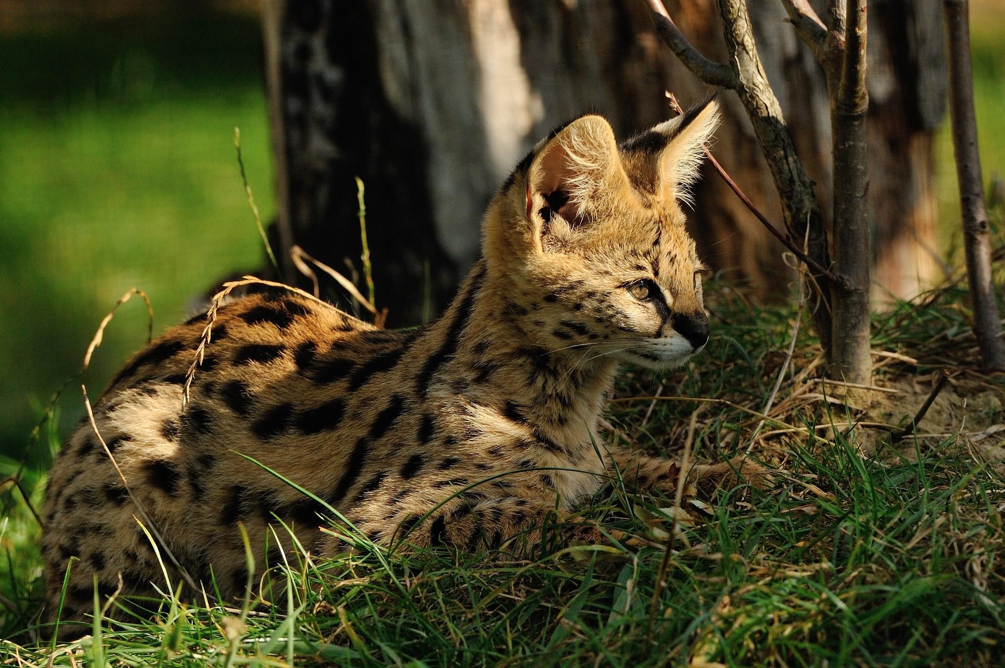 Serval Wallpapers - Top Free Serval Backgrounds - WallpaperAccess