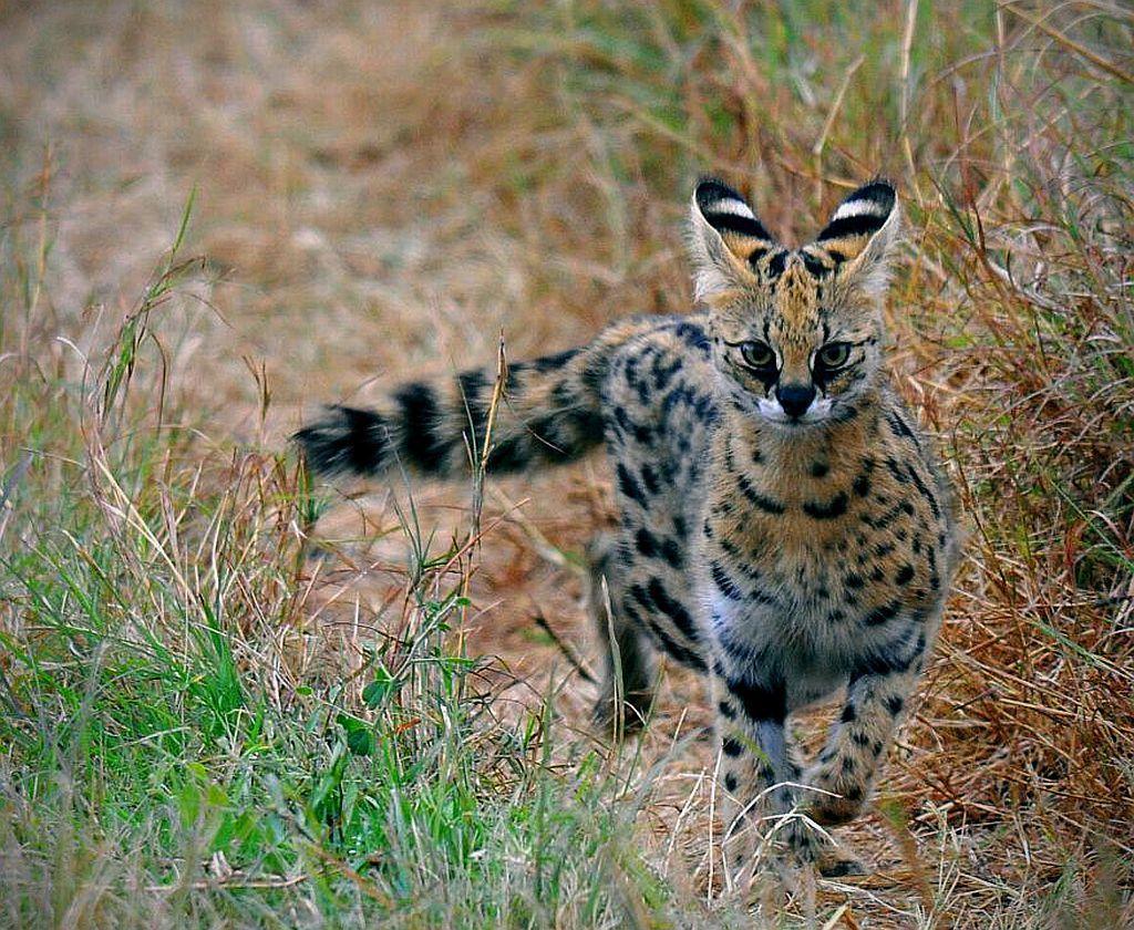 Serval Wallpapers - Top Free Serval Backgrounds - WallpaperAccess