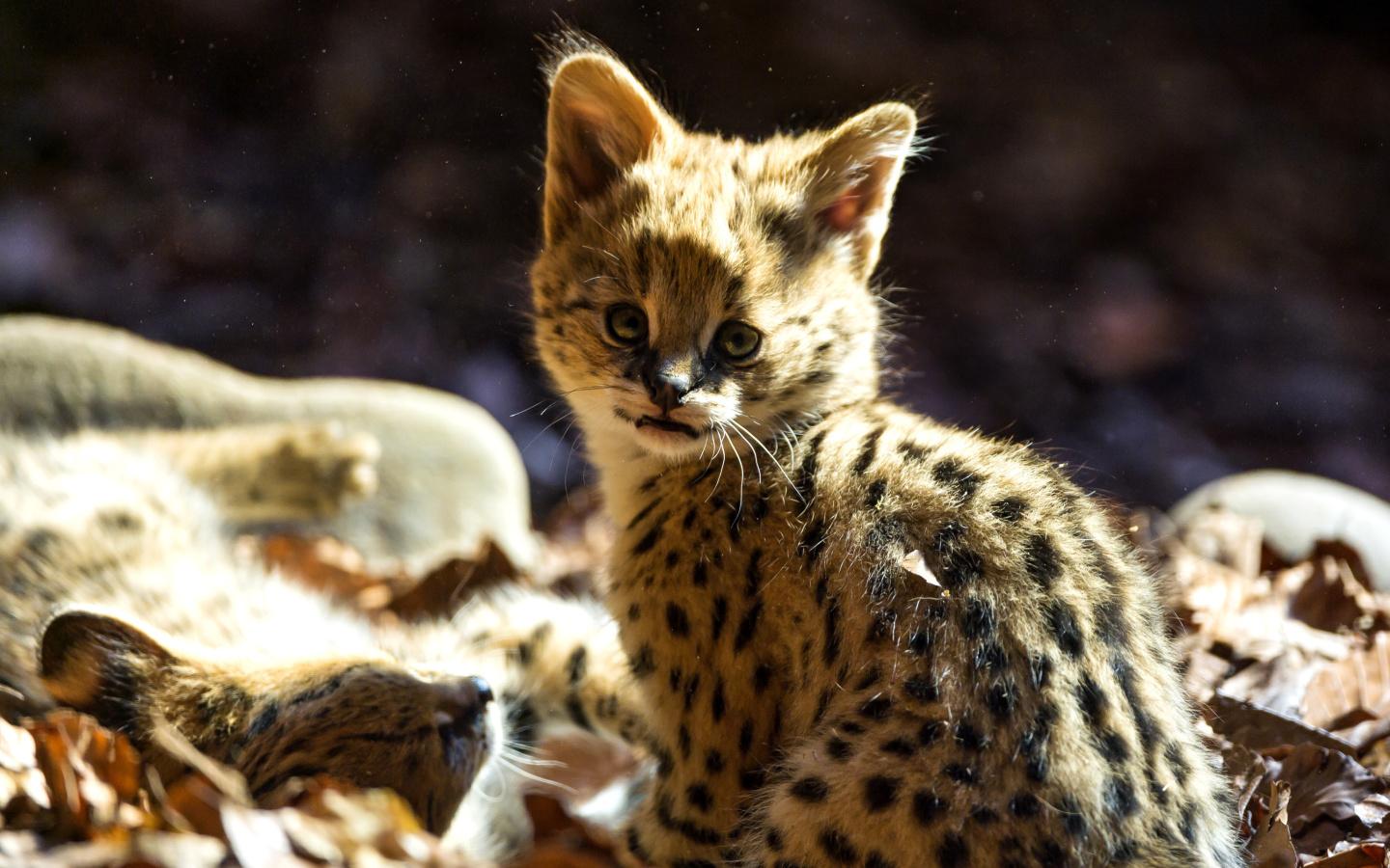 Serval Wallpapers - Top Free Serval Backgrounds - WallpaperAccess