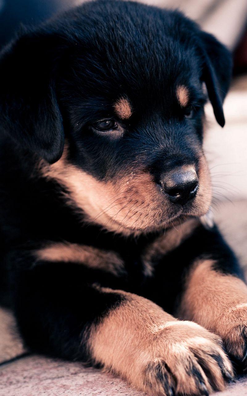 Rottweiler Puppies Wallpapers - Top Free Rottweiler Puppies Backgrounds ...