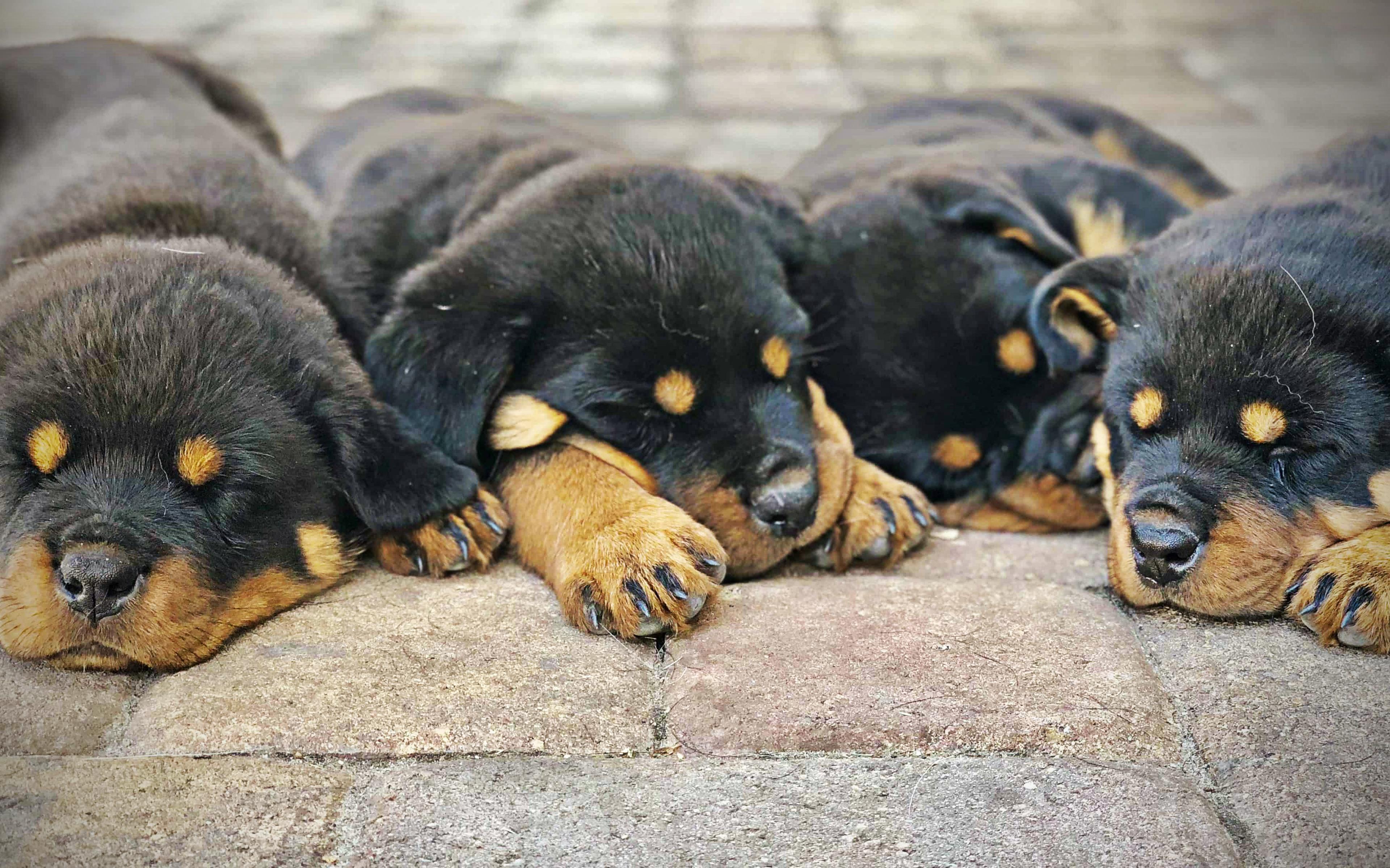 Rottweiler Puppies Wallpapers - Top Free Rottweiler Puppies Backgrounds ...