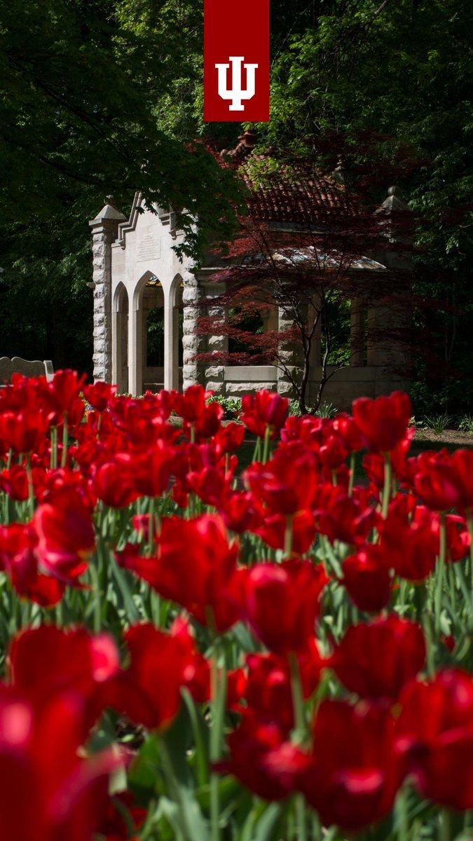 Indiana University 4K Wallpapers - Top Free Indiana University 4K ...