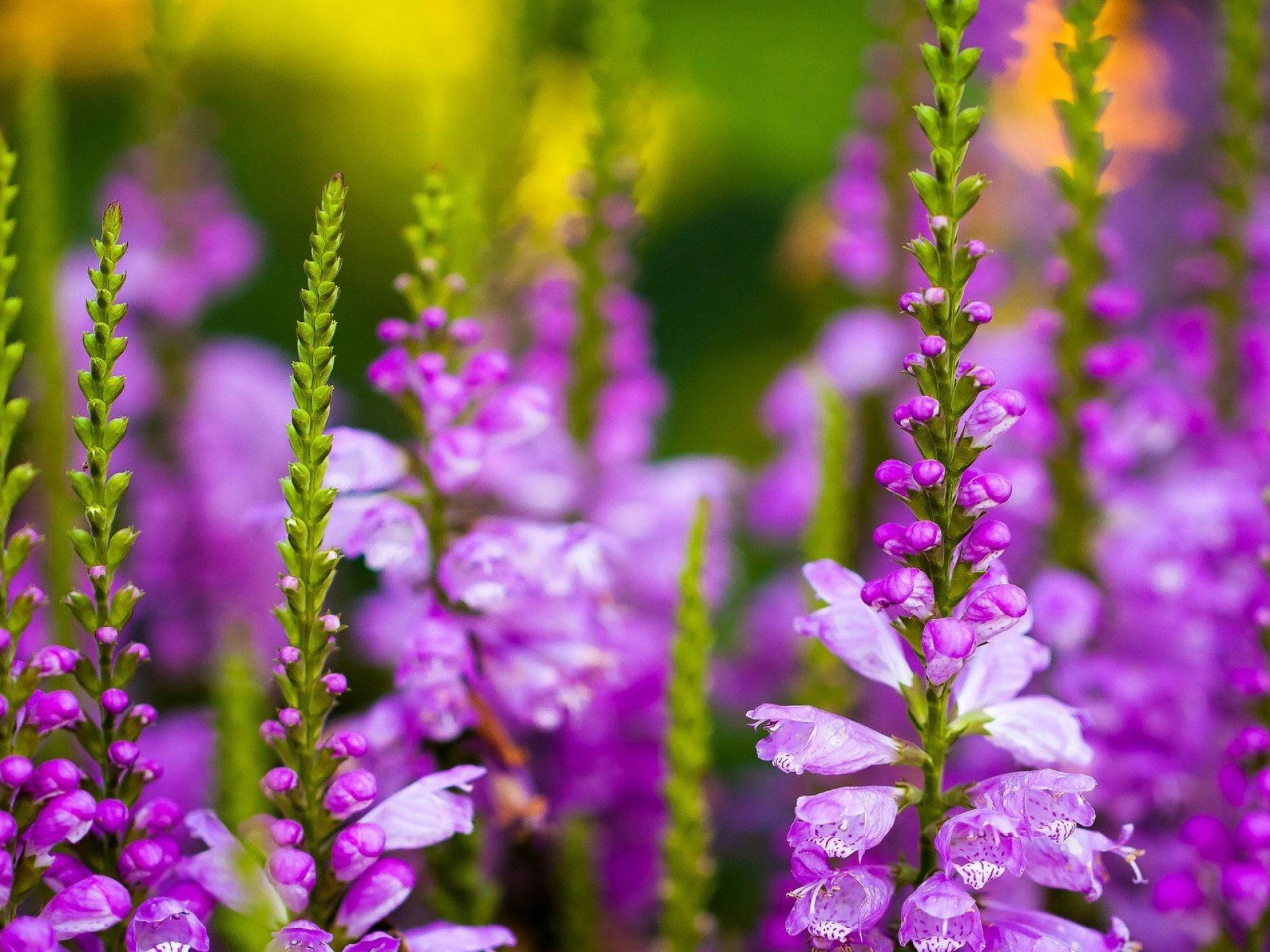 Larkspur Wallpapers - Top Free Larkspur Backgrounds - WallpaperAccess