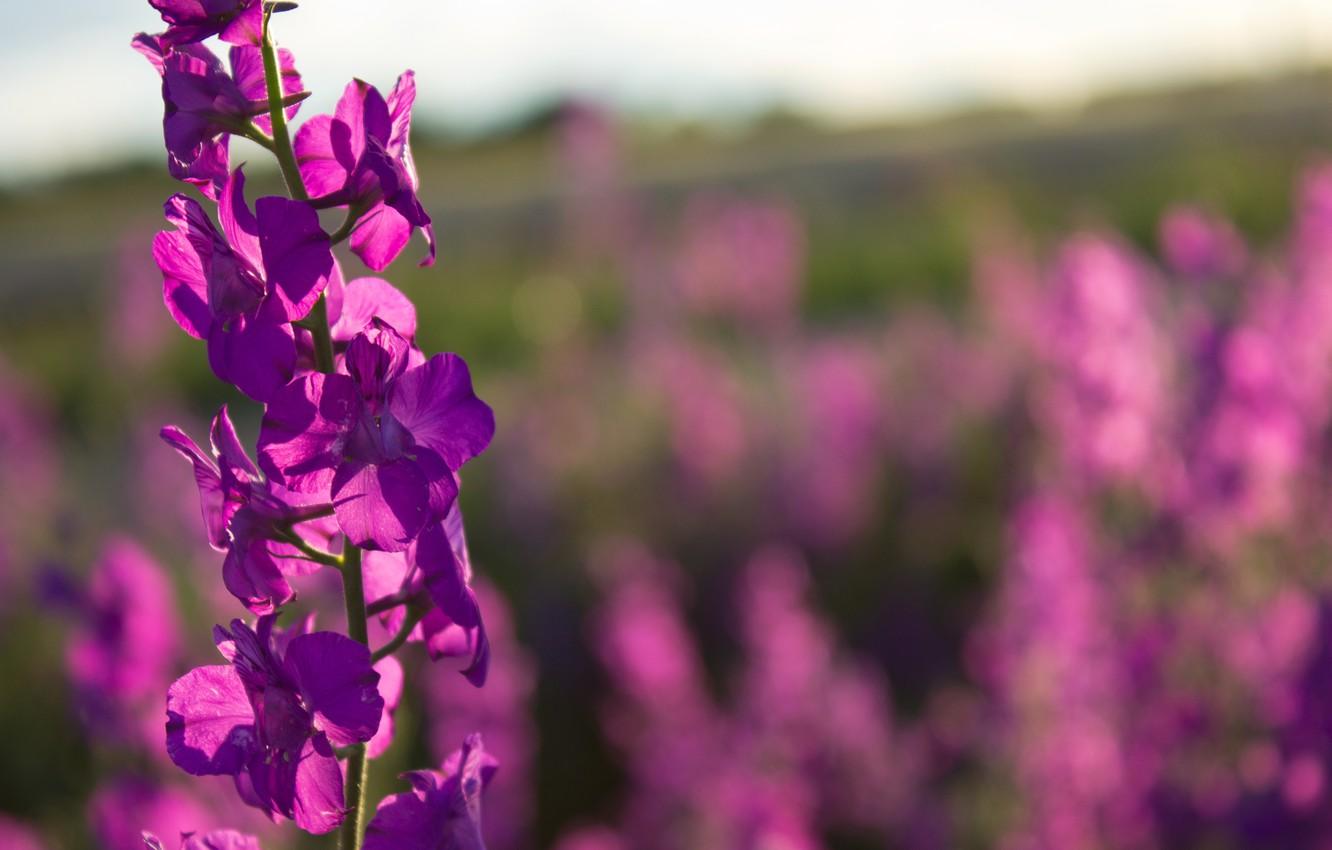 Larkspur Wallpapers - Top Free Larkspur Backgrounds - WallpaperAccess