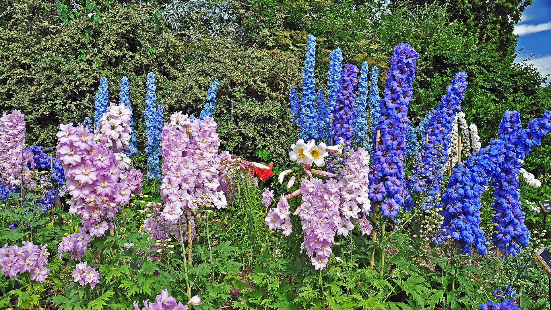 Larkspur Wallpapers - Top Free Larkspur Backgrounds - WallpaperAccess