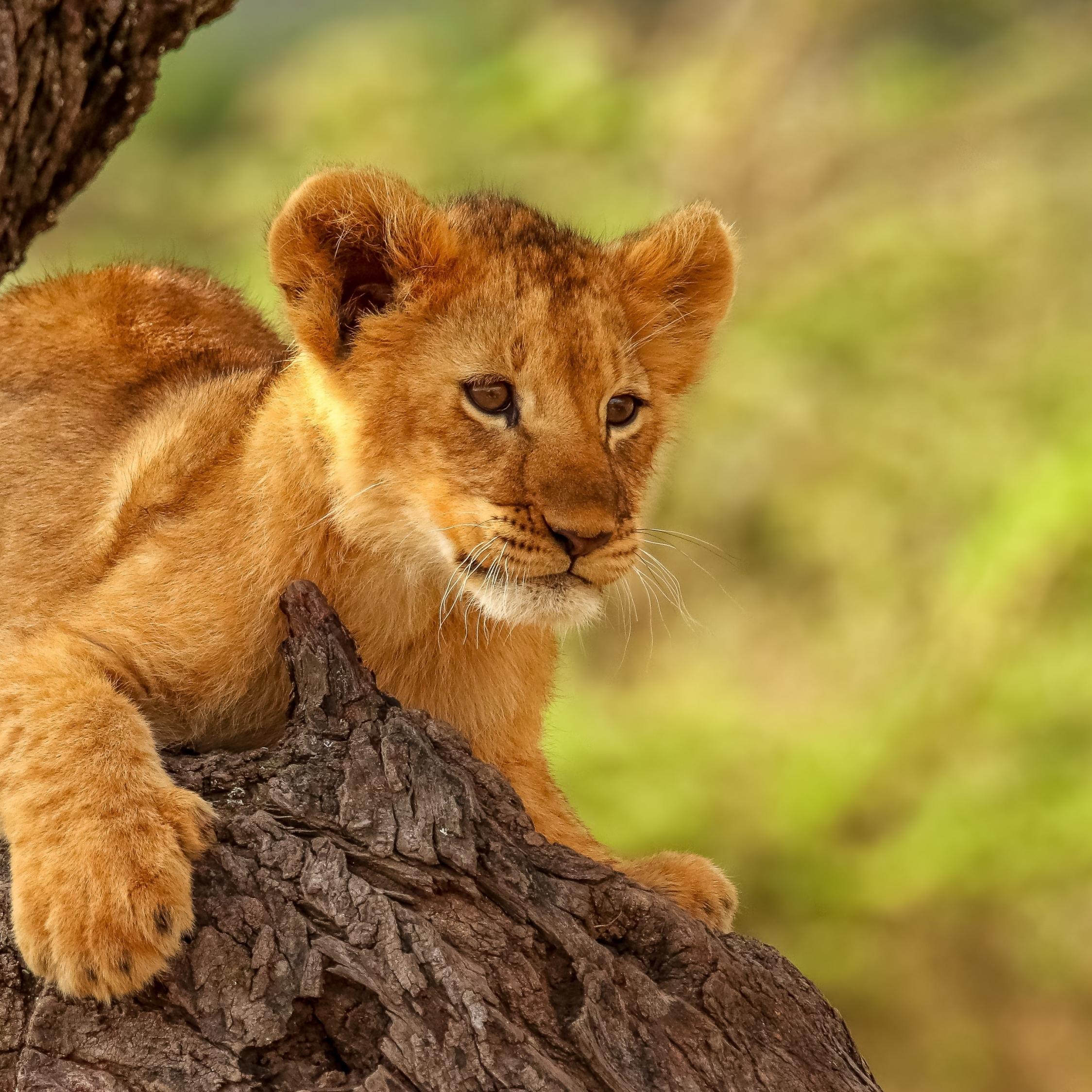 Lion and Cub Wallpapers - Top Free Lion and Cub Backgrounds ...