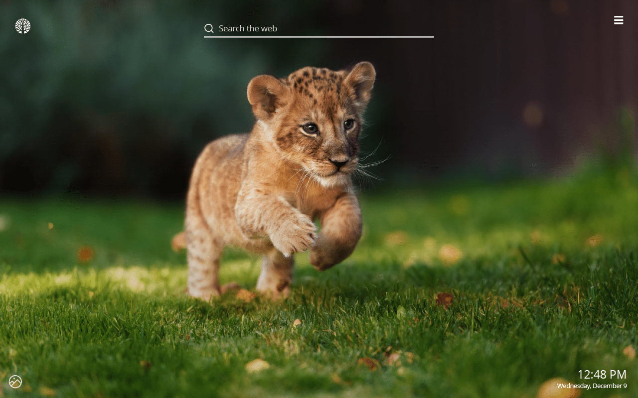 Baby Lion Cubs Wallpapers - Top Free Baby Lion Cubs Backgrounds ...