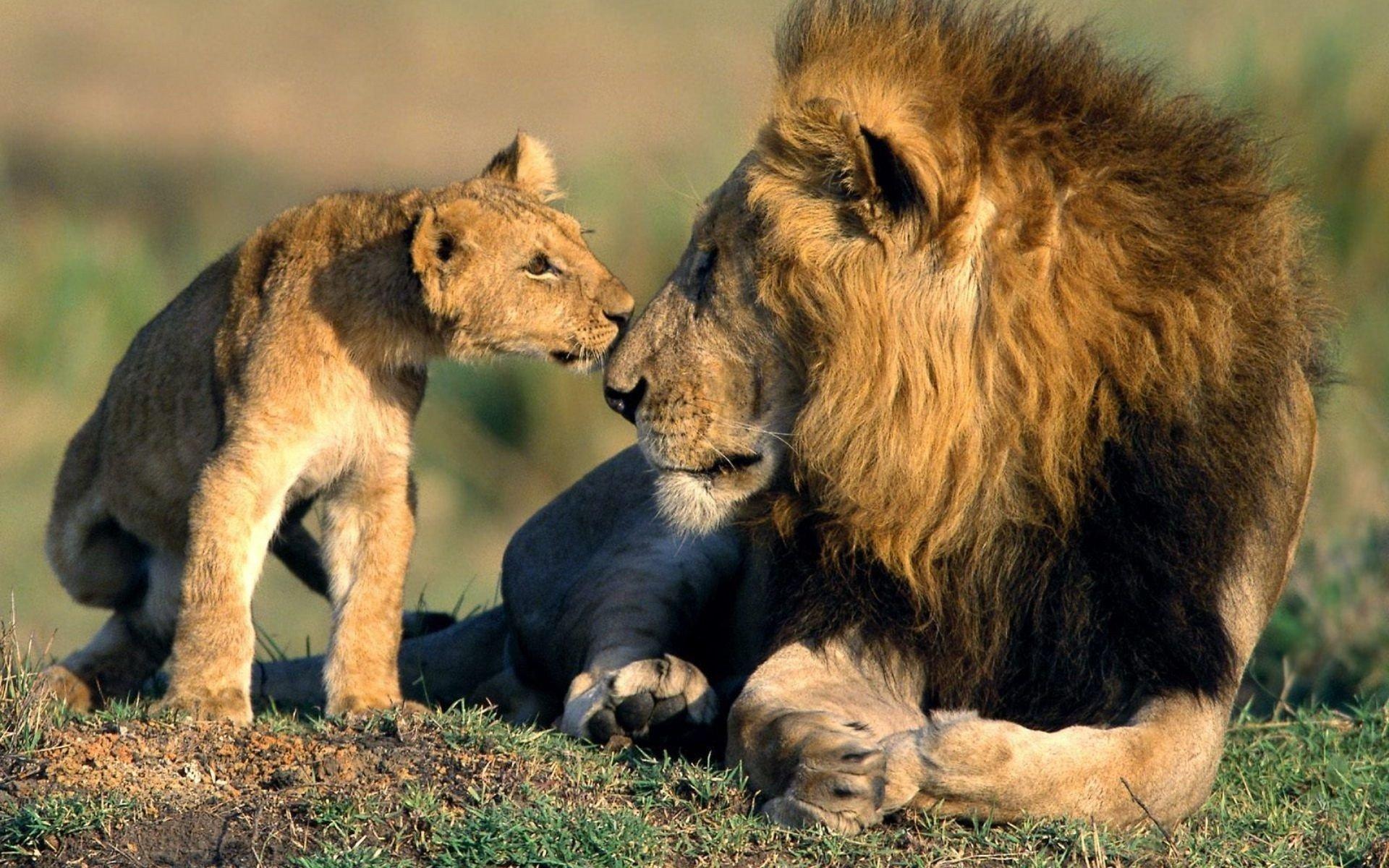 Baby Lion Cubs Wallpapers - Top Free Baby Lion Cubs Backgrounds ...