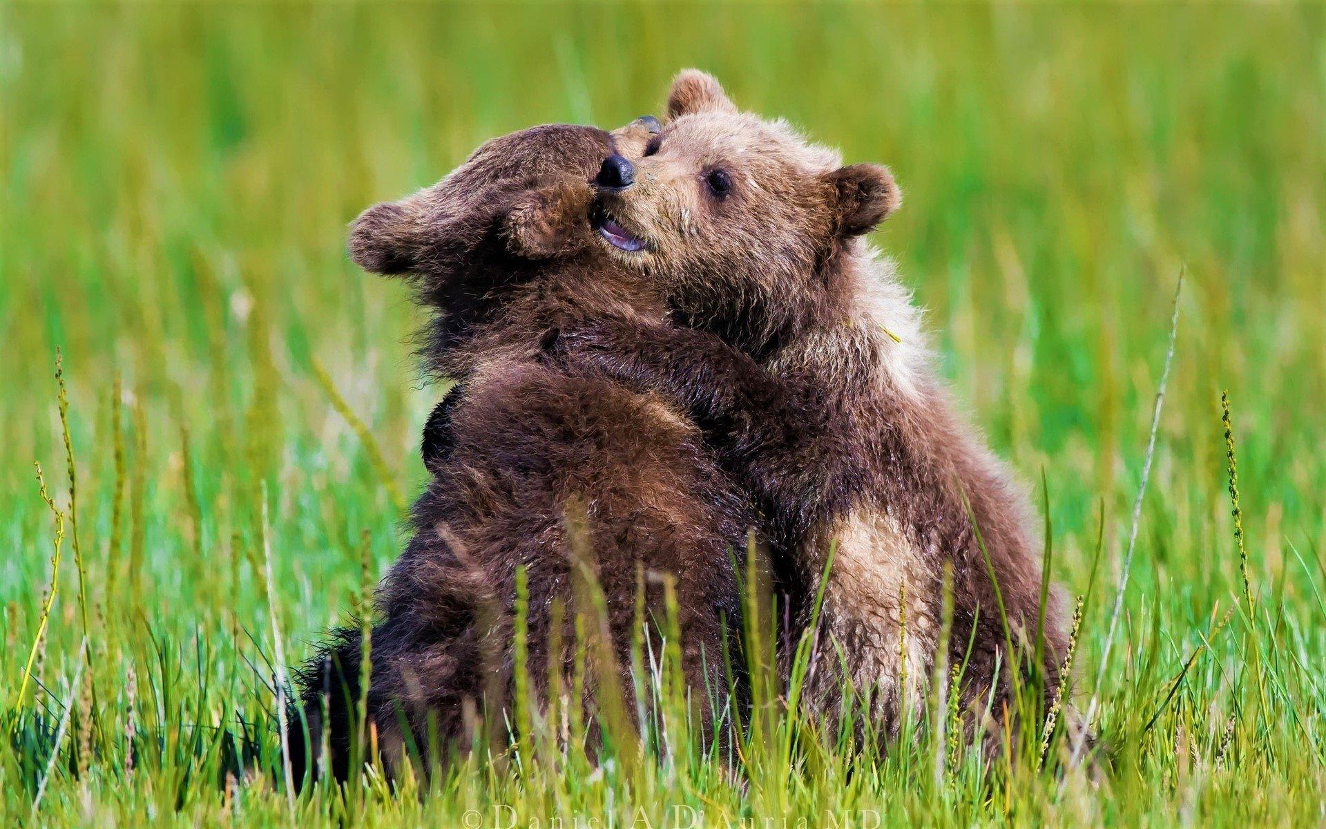 Bears Hugging Wallpapers - Top Free Bears Hugging Backgrounds ...