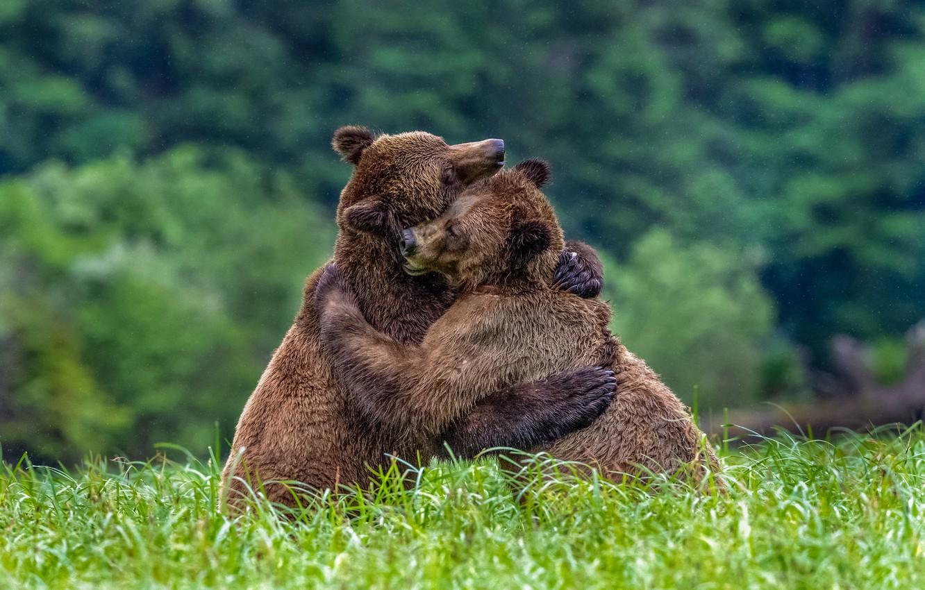 Bears Hugging Wallpapers - Top Free Bears Hugging Backgrounds ...