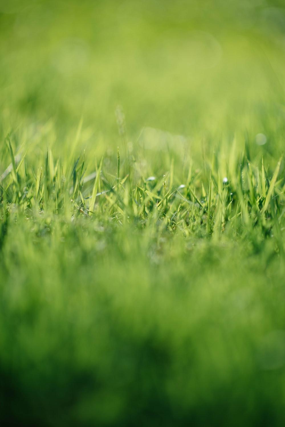 Natural Grass Wallpapers Top Free Natural Grass Backgrounds Wallpaperaccess