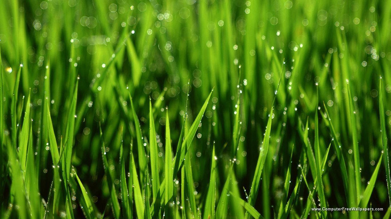 Natural Grass Wallpapers - Top Free Natural Grass Backgrounds ...