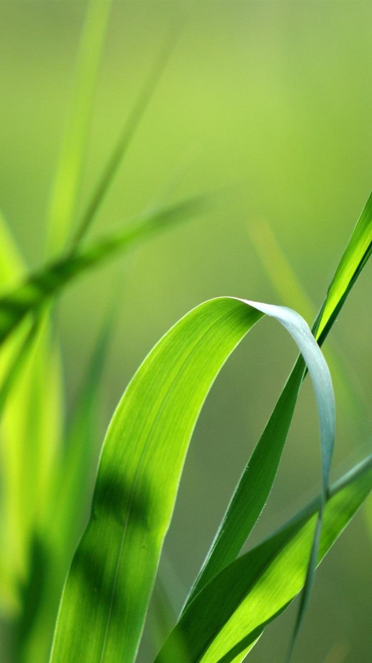 Natural Grass Wallpapers - Top Free Natural Grass Backgrounds ...