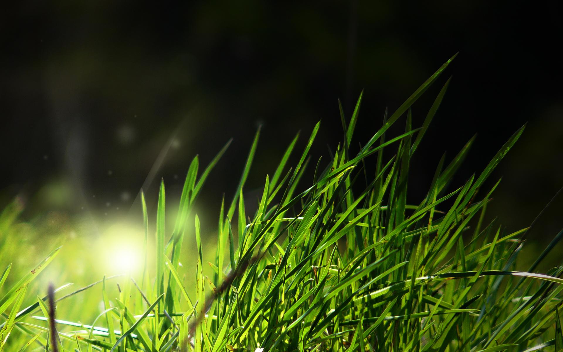 Natural Grass Wallpapers - Top Free Natural Grass Backgrounds ...
