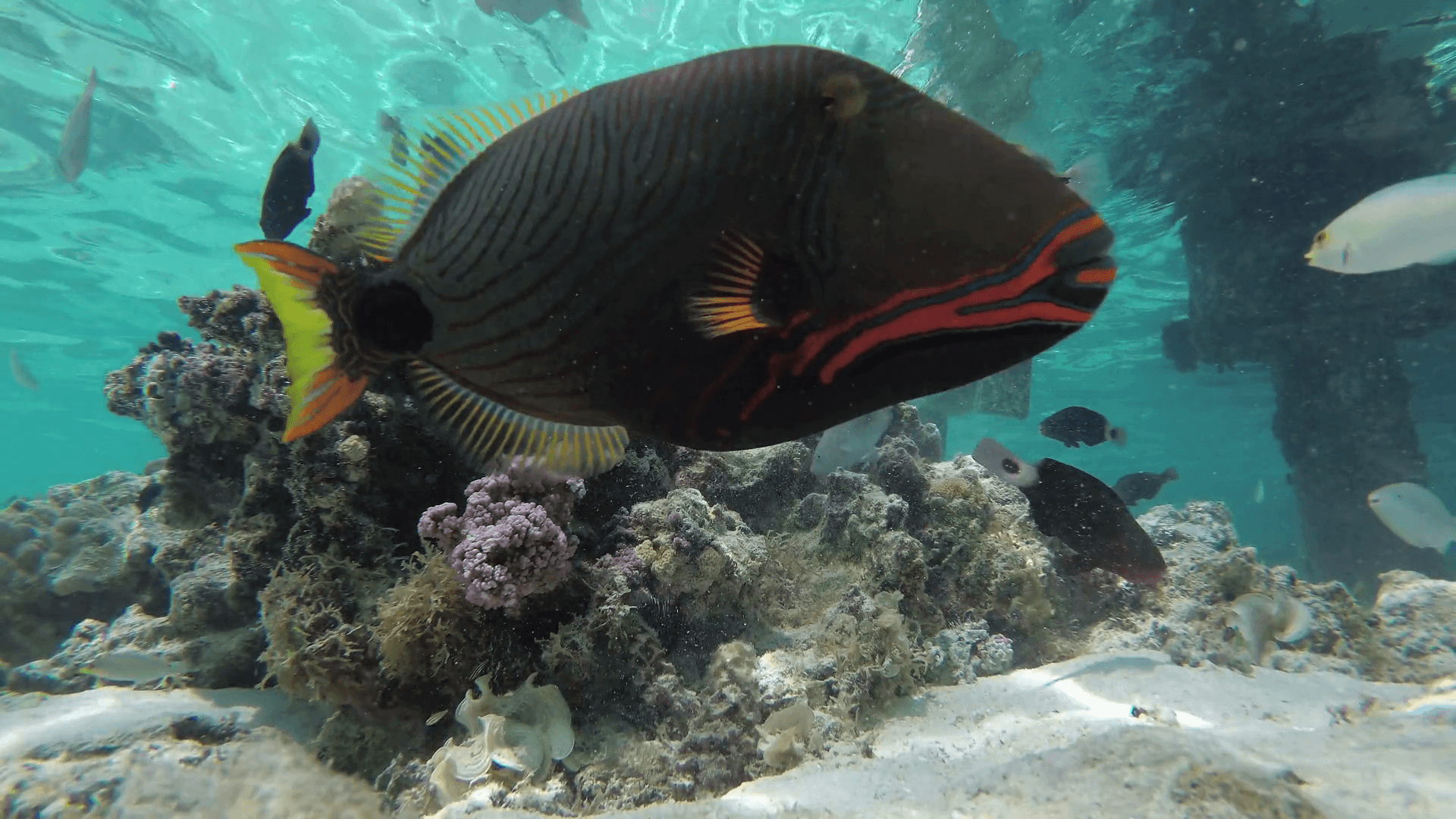 Tropical Coral Reef 4K Wallpapers - Top Free Tropical Coral Reef 4K ...