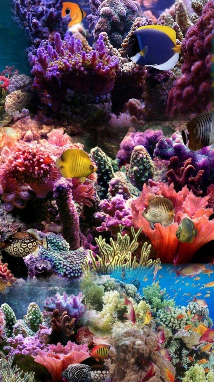 Aquarium iPhone Wallpapers - Top Free Aquarium iPhone Backgrounds ...